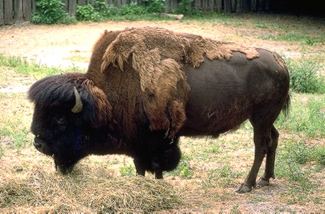Bison & Flex